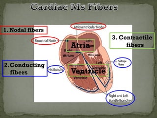 Structure of the Cardiac muscles | PDF