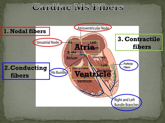Structure of the Cardiac muscles | PDF | Heart and Cardiovascular ...