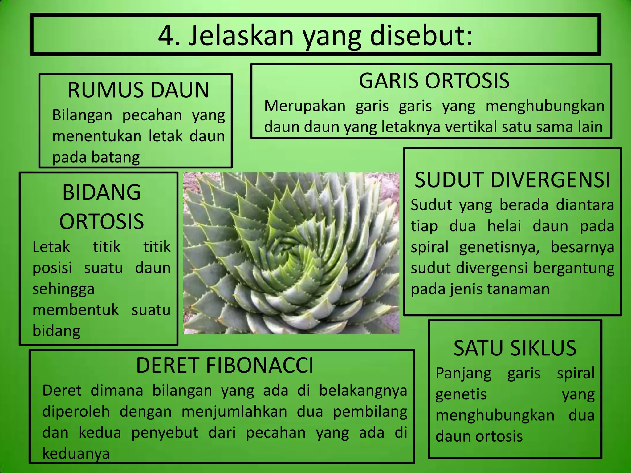 M14 kelompok 7 folium (daun) | PPTX