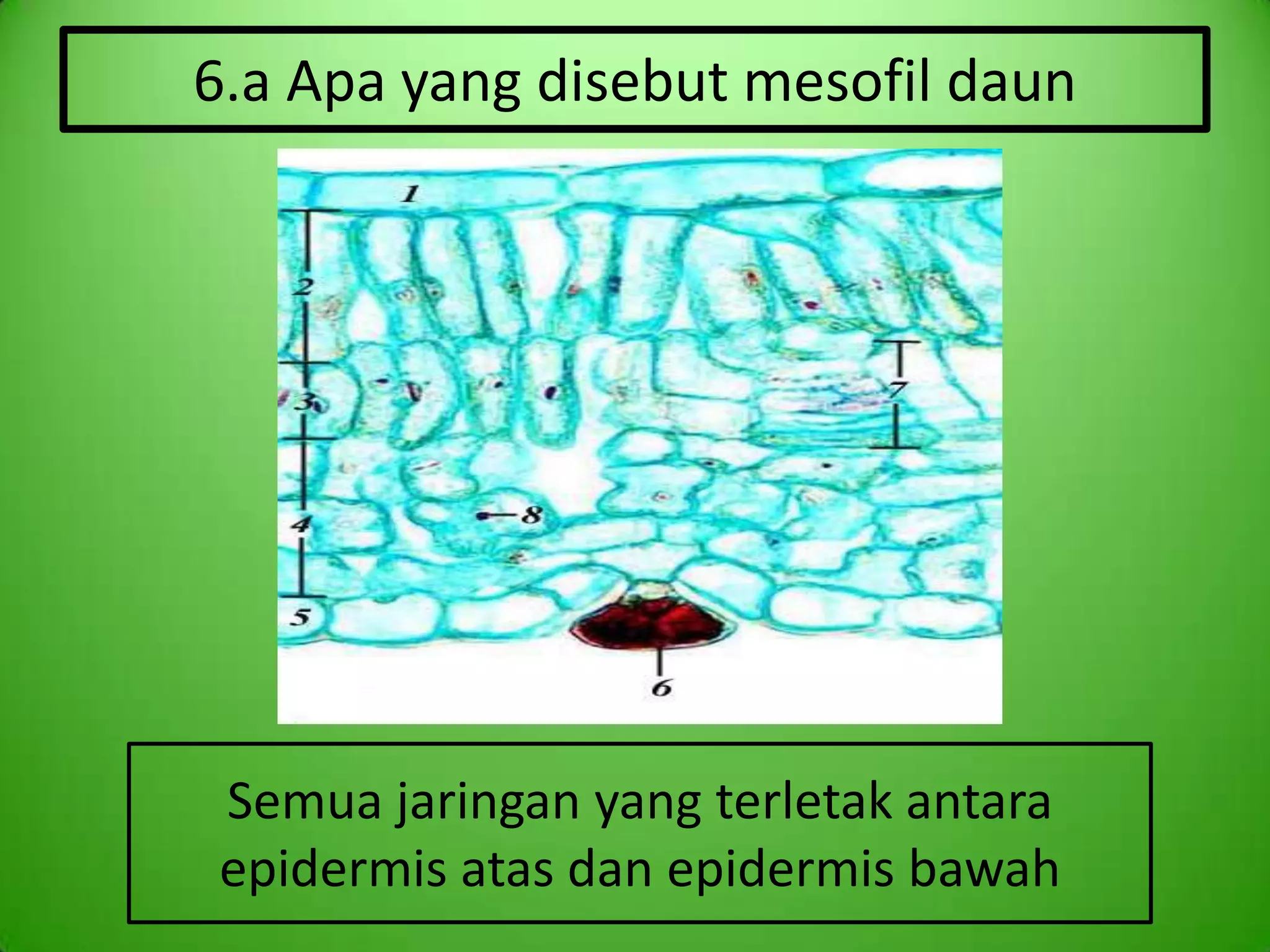 M14 kelompok 7 folium (daun) | PPTX