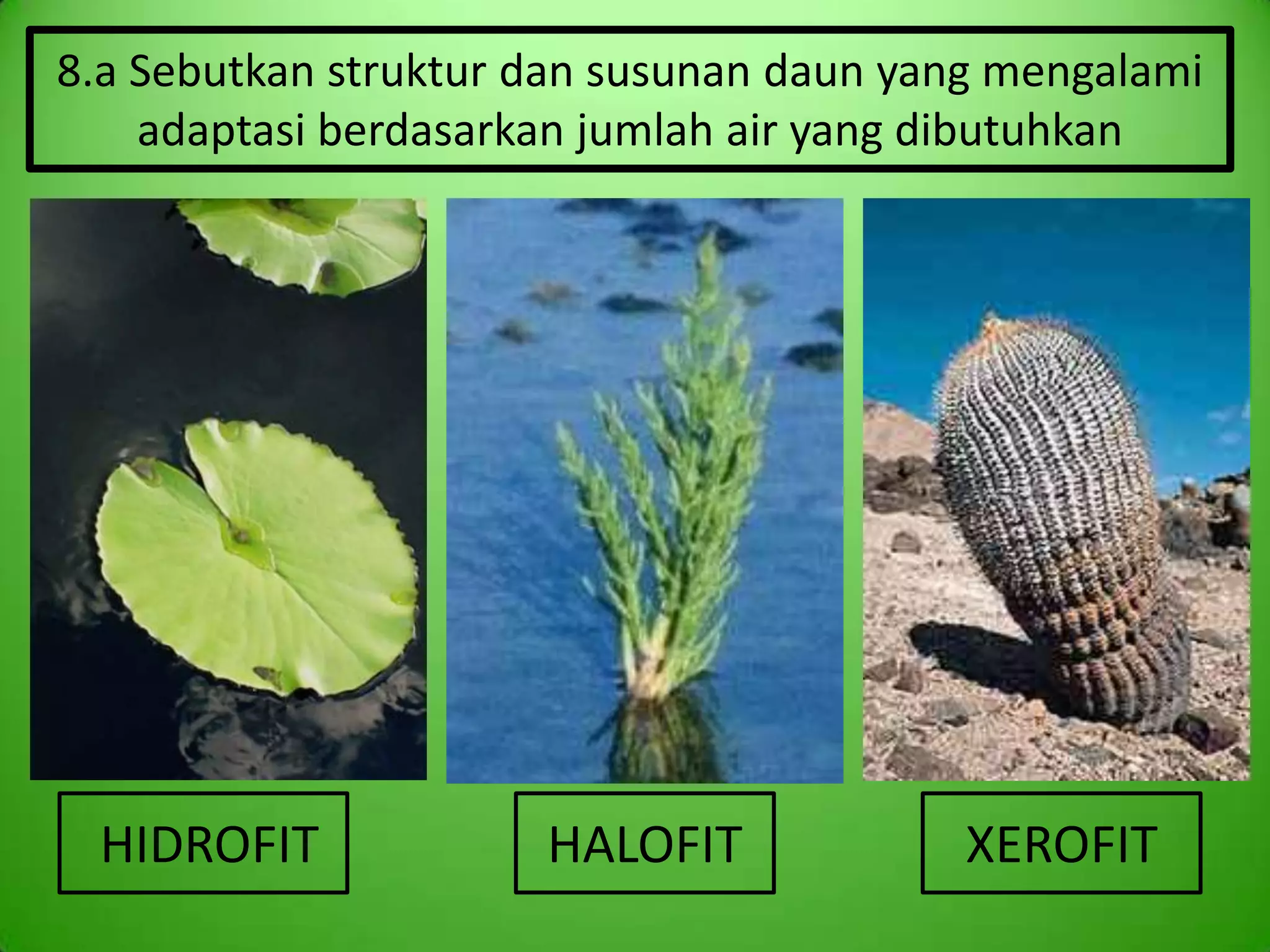 M14 kelompok 7 folium (daun) | PPTX