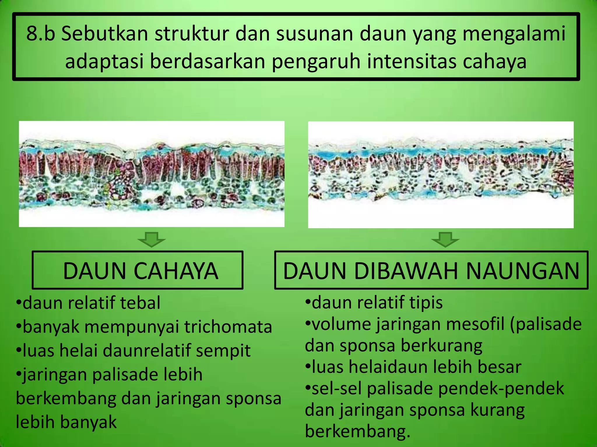 M14 kelompok 7 folium (daun) | PPTX