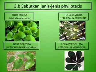 M14 kelompok 7 folium (daun) | PPTX