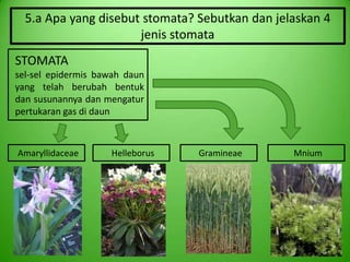 M14 kelompok 7 folium (daun) | PPTX