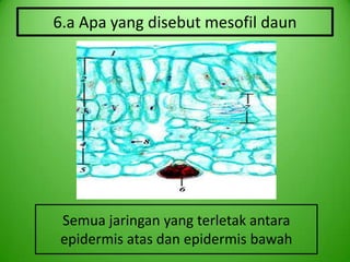 M14 kelompok 7 folium (daun) | PPTX