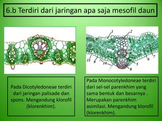 M14 kelompok 7 folium (daun) | PPTX