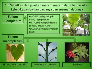 M14 kelompok 7 folium (daun) | PPTX