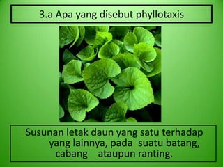 M14 kelompok 7 folium (daun) | PPTX