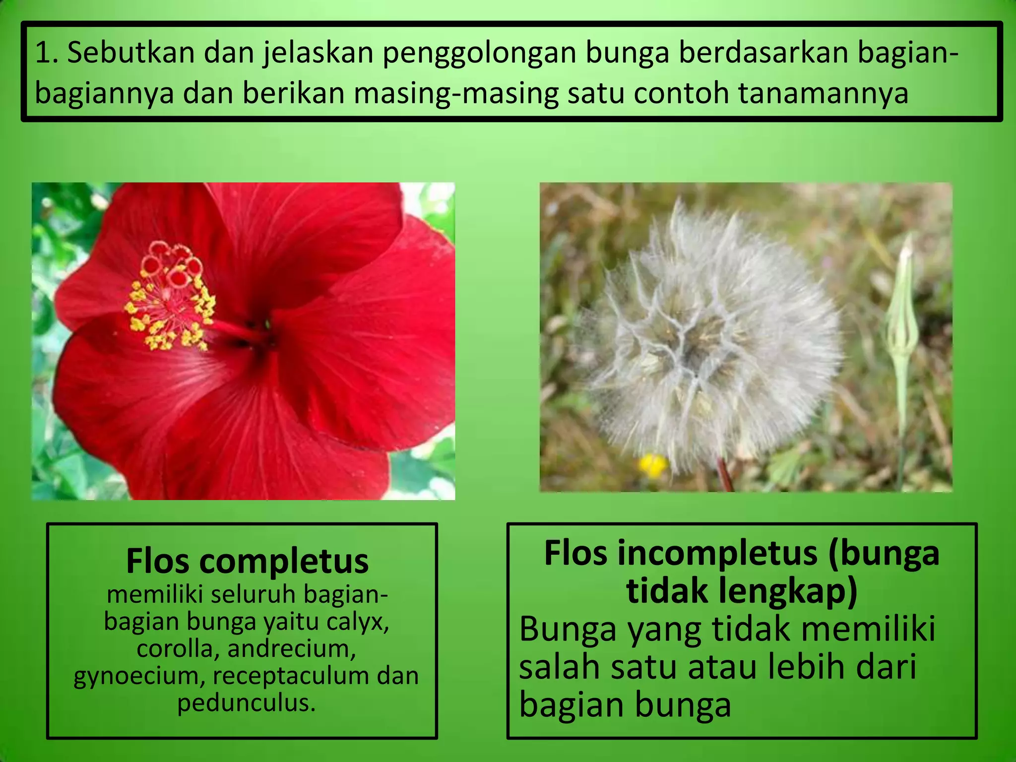 M15 kelompok 7 bunga dan buah | PPTX