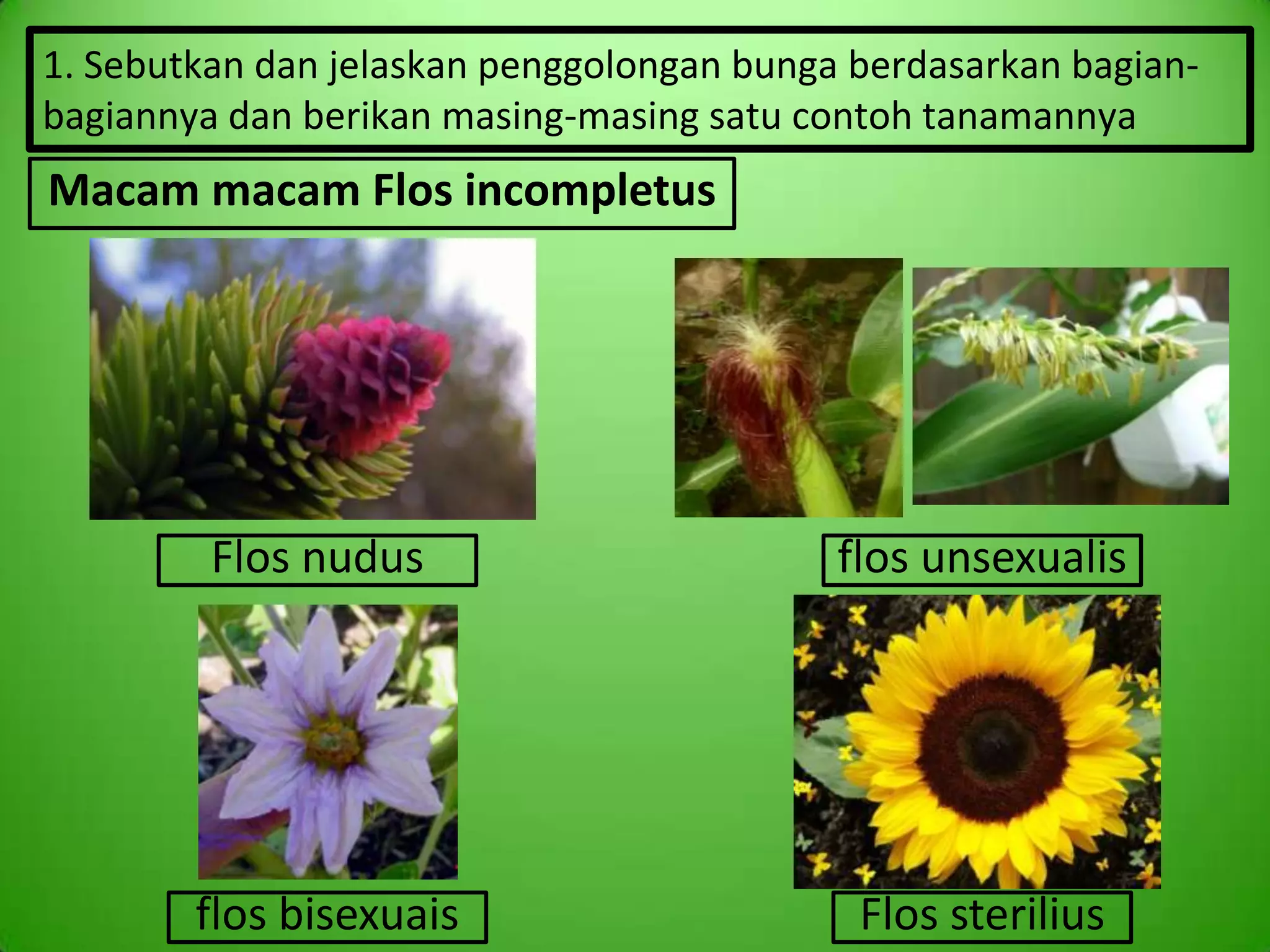 M15 kelompok 7 bunga dan buah | PPTX