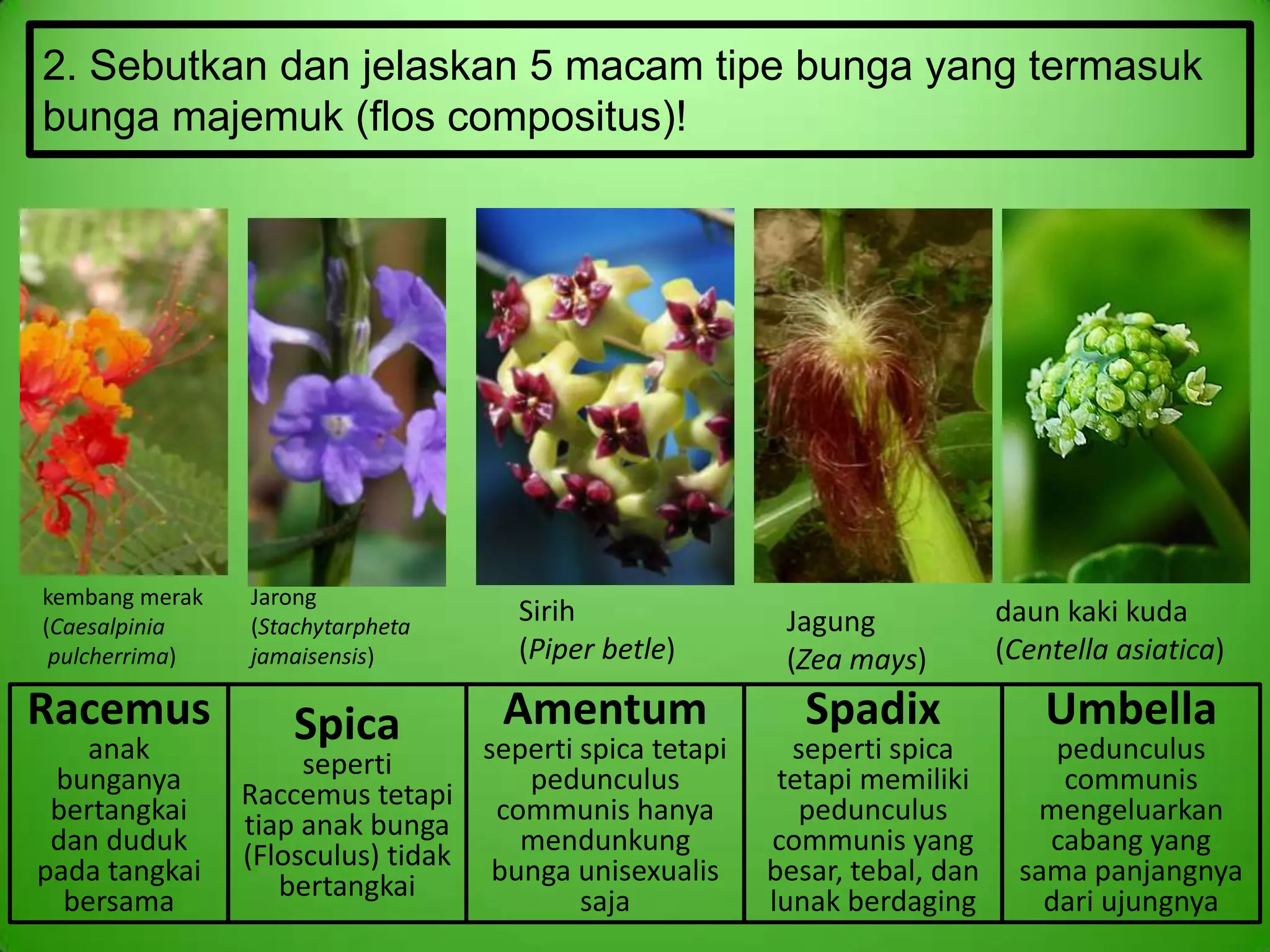 M15 kelompok 7 bunga dan buah | PPTX