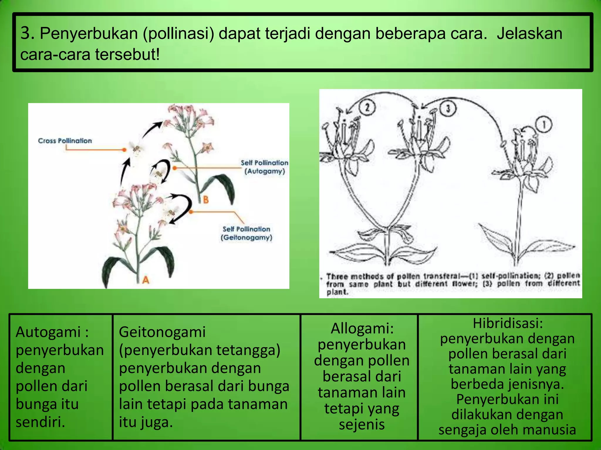 M15 kelompok 7 bunga dan buah | PPTX