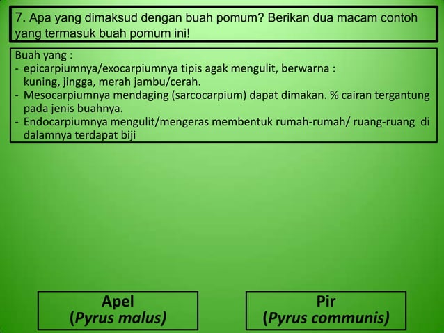 M15 kelompok 7 bunga dan buah | PPTX