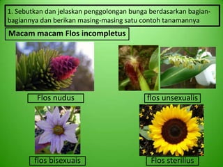 M15 kelompok 7 bunga dan buah | PPTX