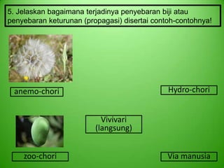 M15 kelompok 7 bunga dan buah | PPTX