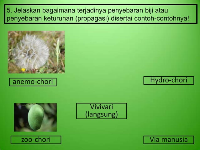 M15 kelompok 7 bunga dan buah | PPTX