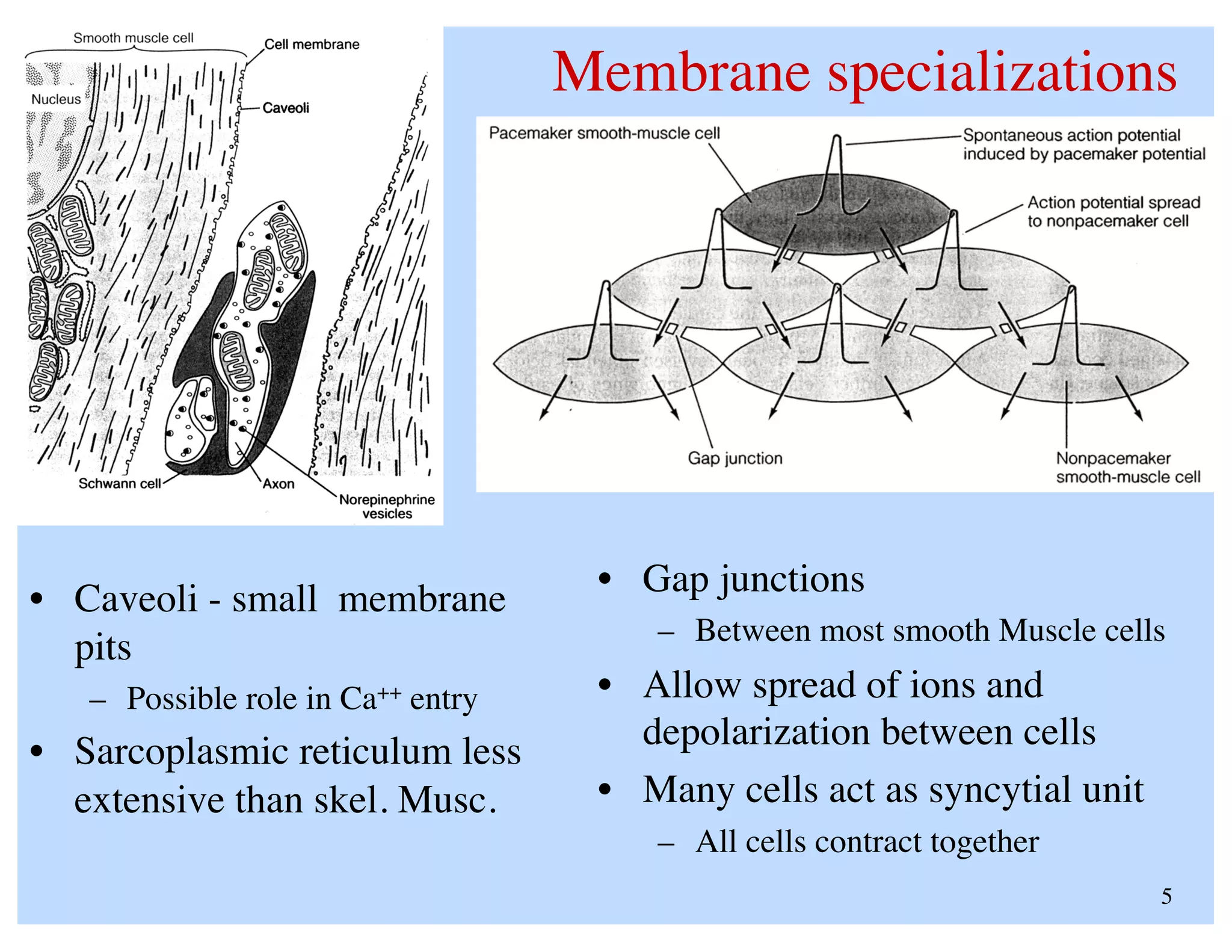 Anatomy And Physiology of Human muscle tissue | PDF