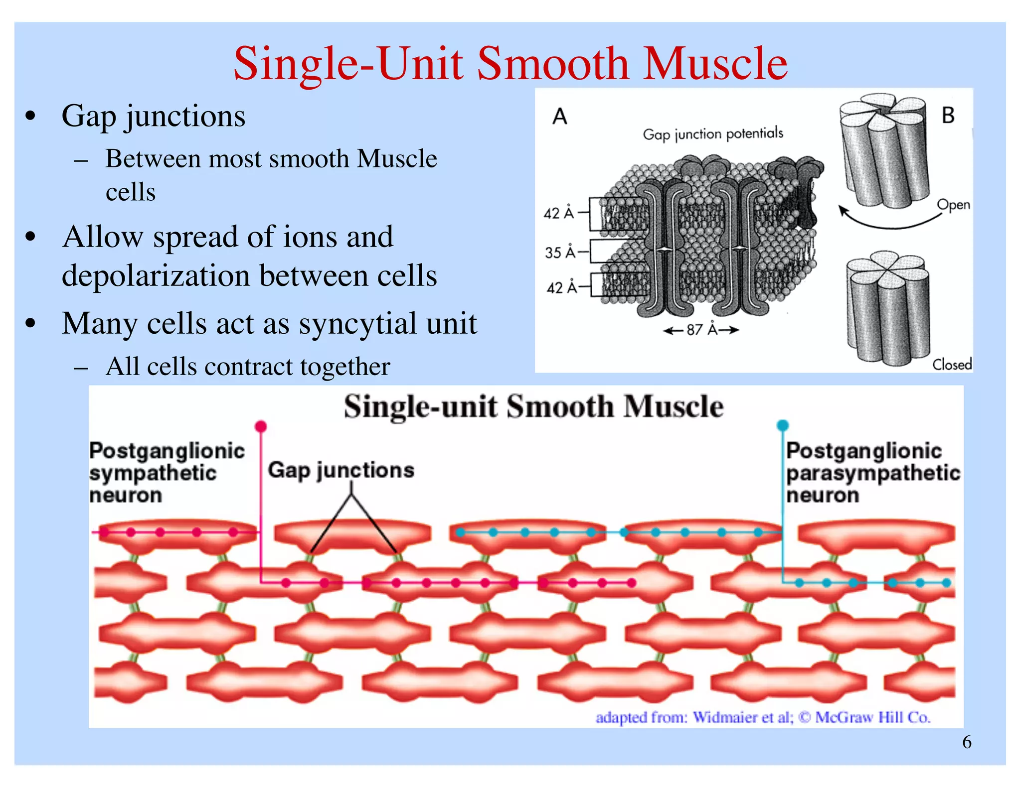 Anatomy And Physiology of Human muscle tissue | PDF