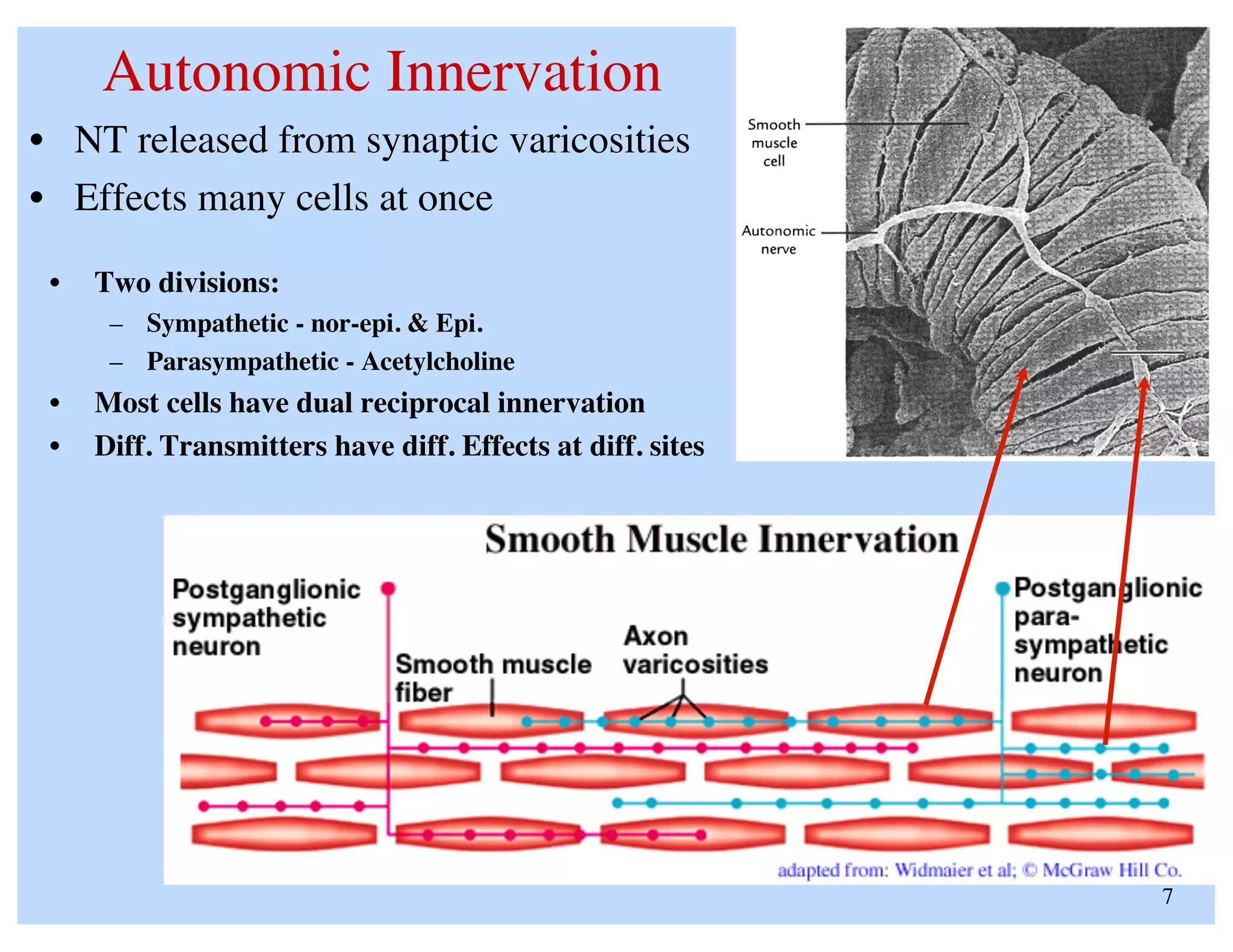 Anatomy And Physiology of Human muscle tissue | PDF