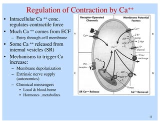 Anatomy And Physiology of Human muscle tissue | PPT