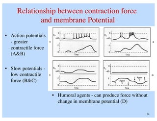 Anatomy And Physiology of Human muscle tissue | PPT