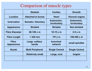 Anatomy And Physiology of Human muscle tissue | PPT