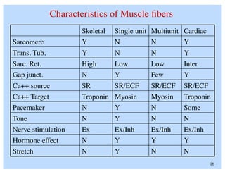 Anatomy And Physiology of Human muscle tissue | PPT