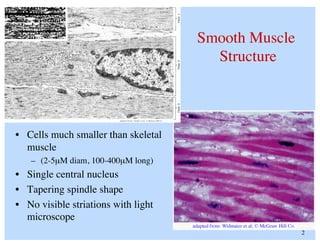 Anatomy And Physiology of Human muscle tissue | PPT