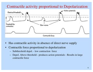 Anatomy And Physiology of Human muscle tissue | PPT