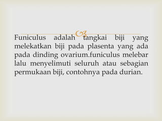 M16 biji dan plantula | PPTX