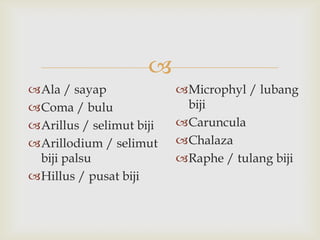 M16 biji dan plantula | PPTX