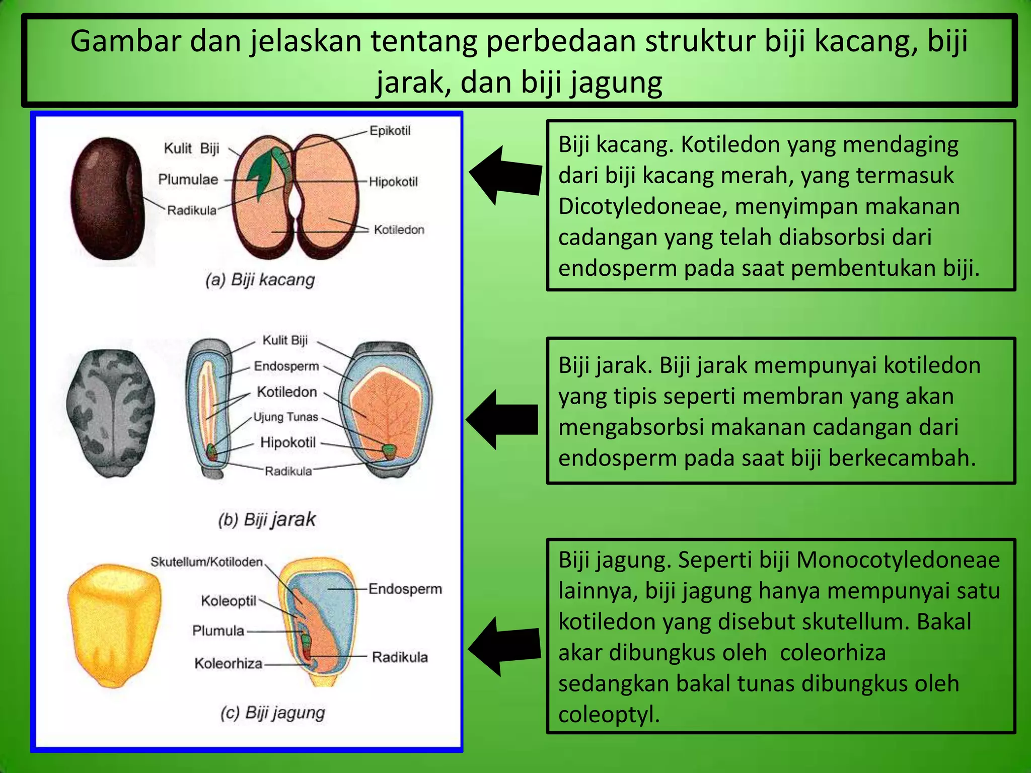 M17 kelompok 7 reproduksi tanaman | PPTX