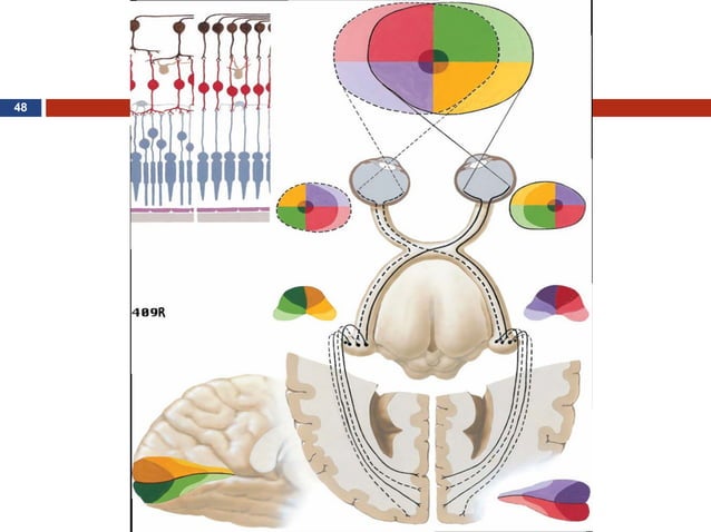 PEMERIKSAAN FISIK SENSORIK.ppthhhhhhhhhhhhhhhhhhhhhhhhhh | PPT