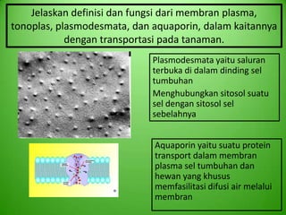 M19 kelompok 7 transportasi pada tumbuhan | PPTX