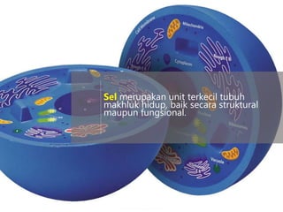 M1 kb2 biologi sel | PPTX