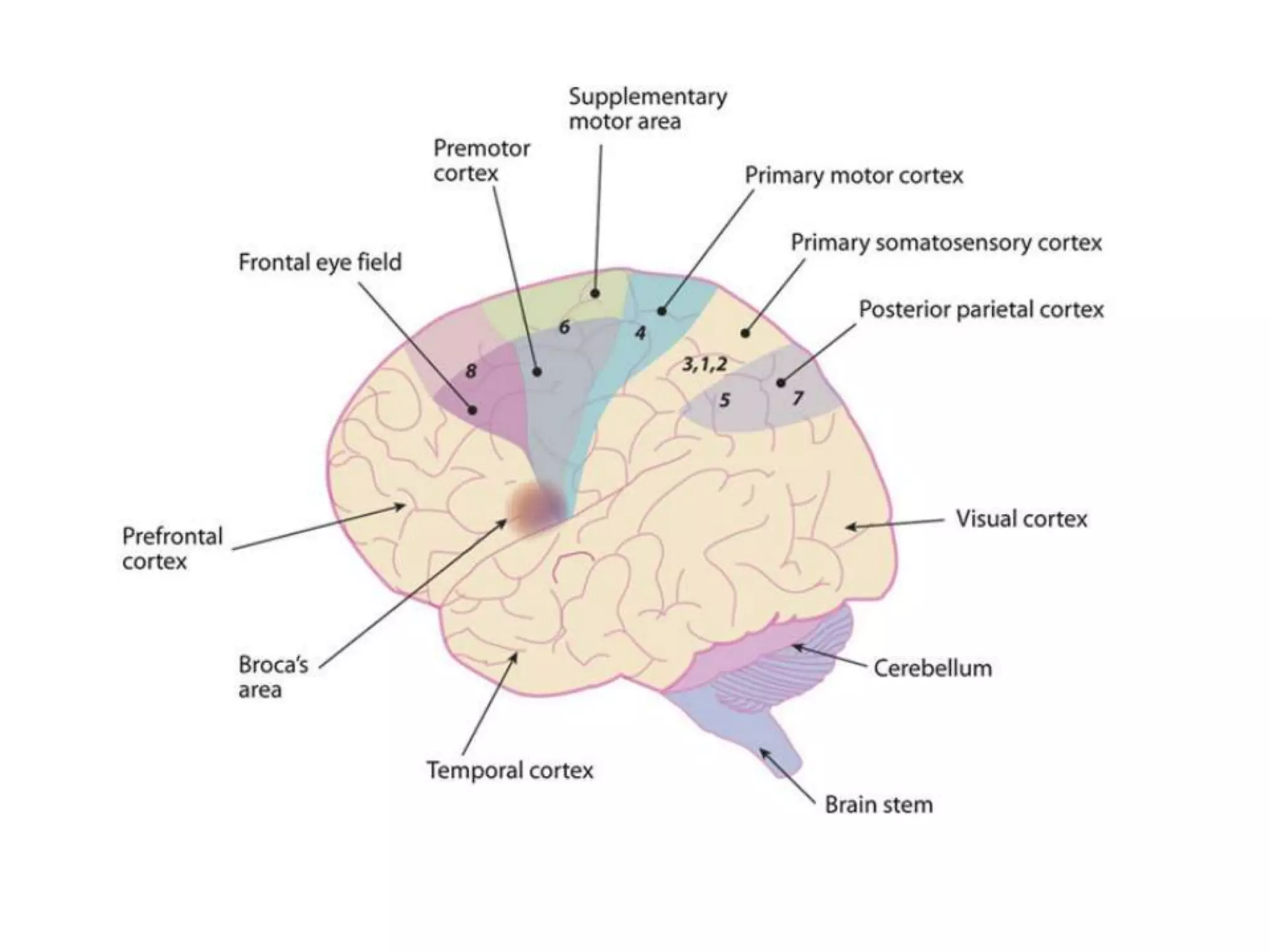 Motor cortex - Inputs, Outputs and functions in brief | PPTX