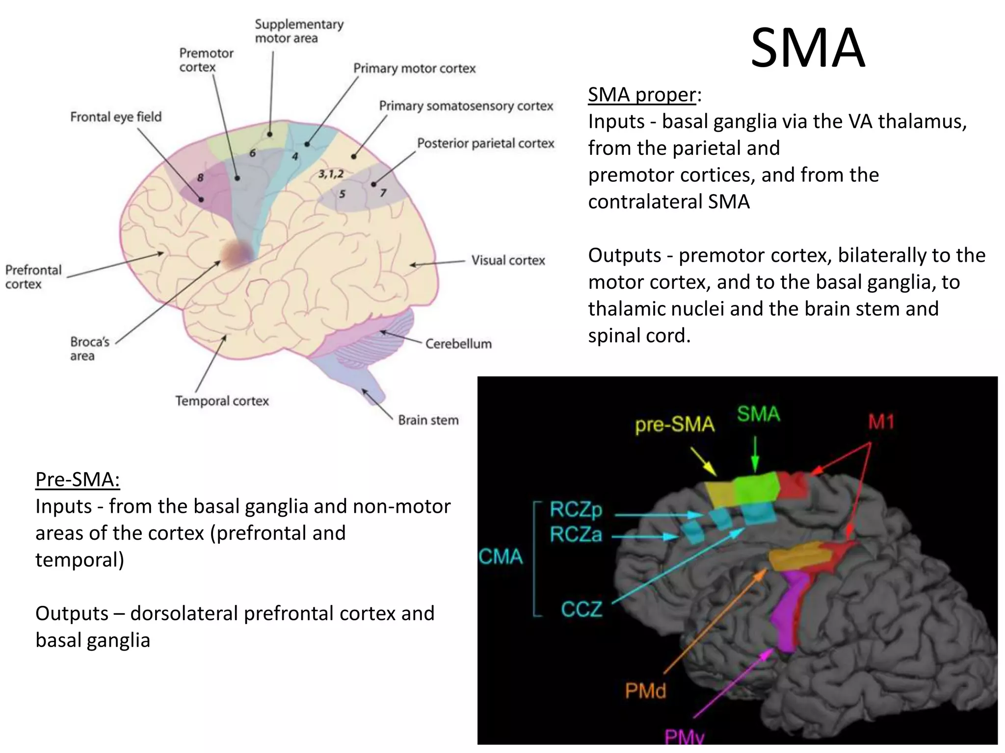 Motor cortex - Inputs, Outputs and functions in brief | PPT
