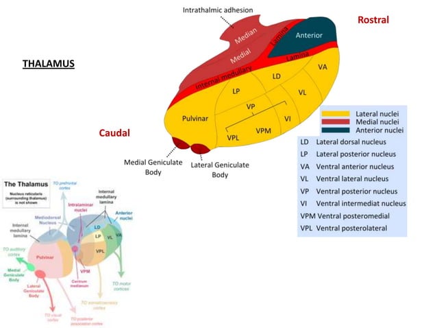 Motor cortex - Inputs, Outputs and functions in brief | PPT