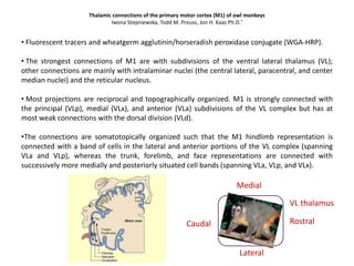 Motor cortex - Inputs, Outputs and functions in brief | PPT