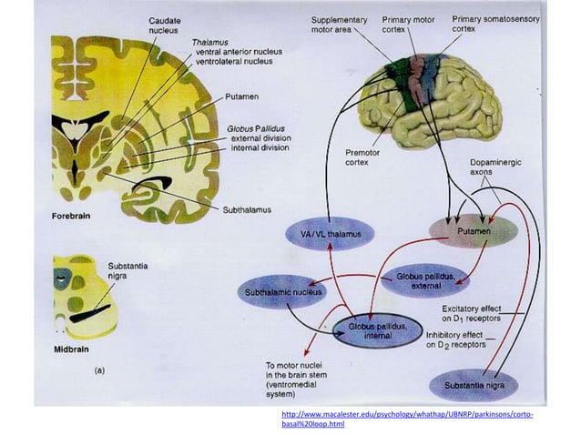 Motor cortex - Inputs, Outputs and functions in brief | PPT