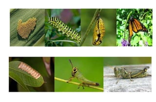 Metamorphosis the complete and incomplete | PPT