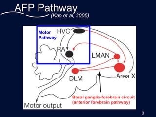 Birdsong variability is modulated by LMAN in anterior forebrain pathw…