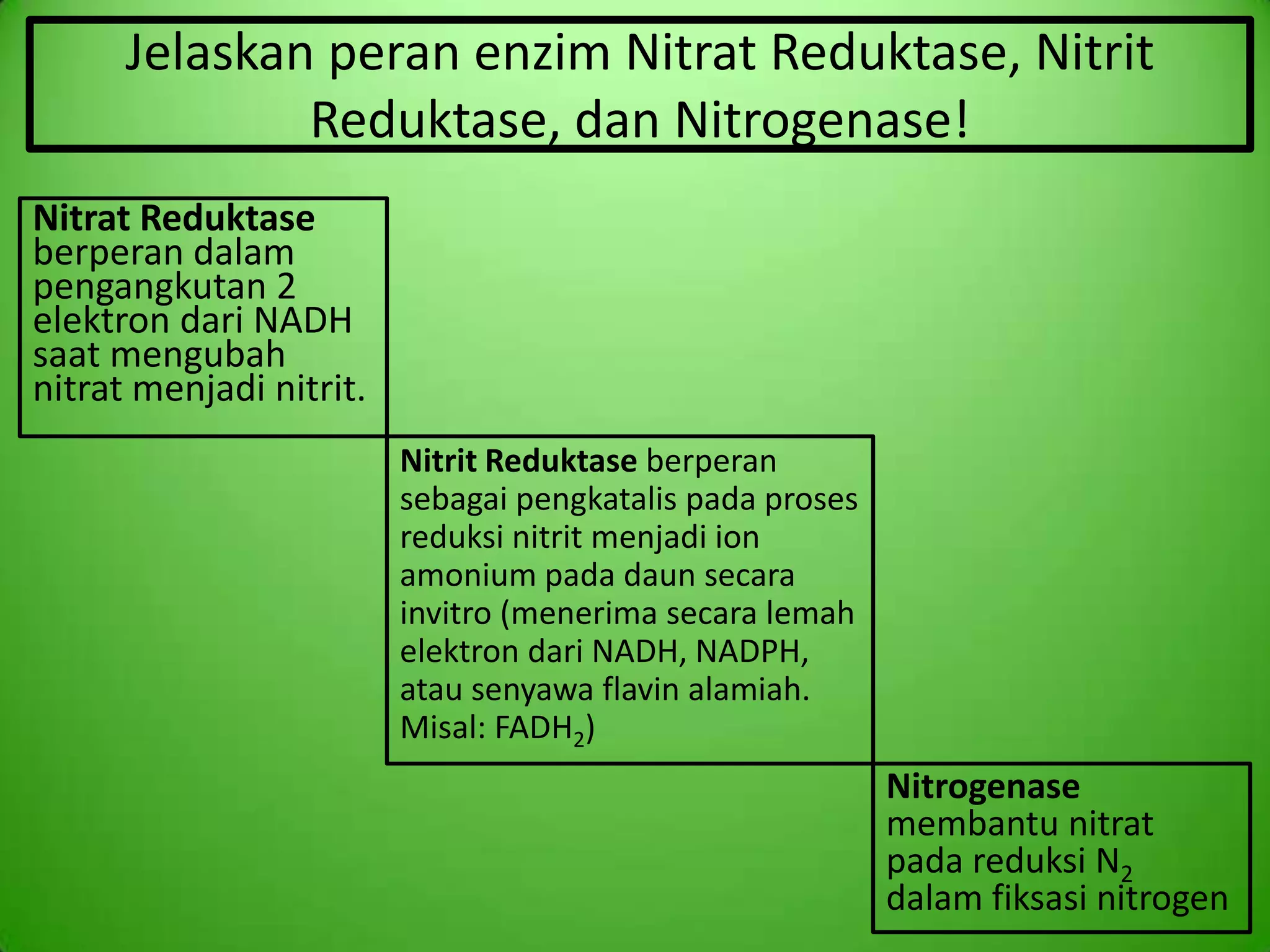 M21 kelompok 7 metabolisme nitrogen | PPTX