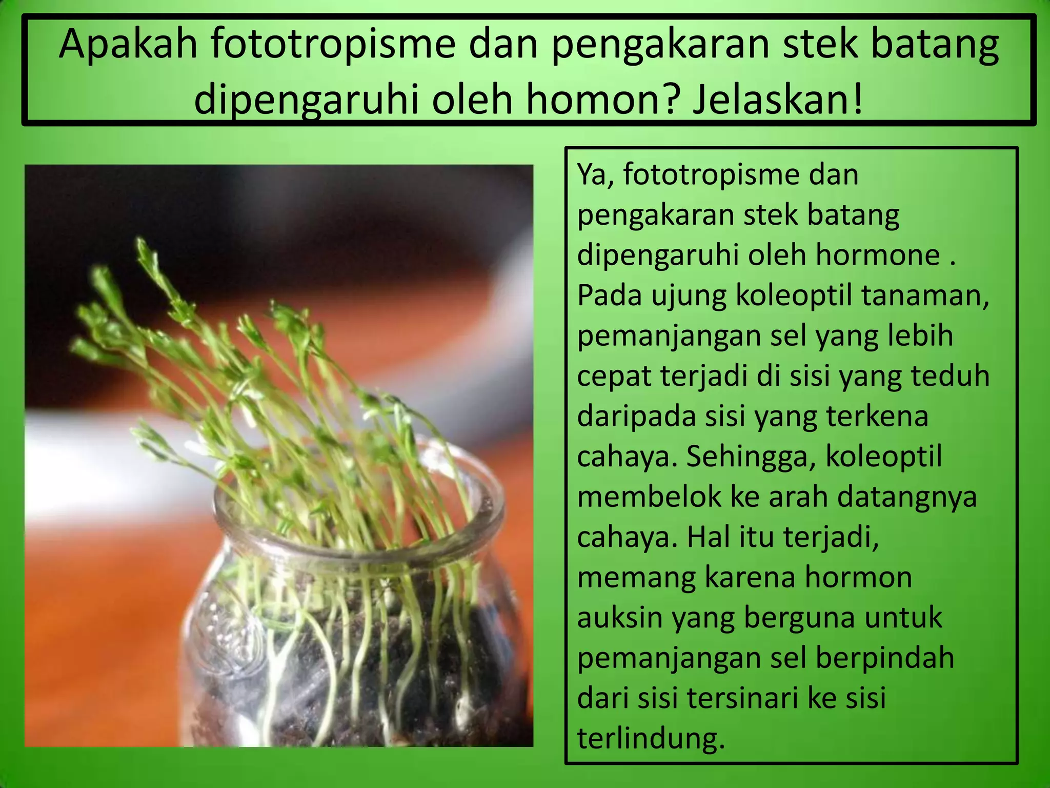 M22 kelompok 7 hormon tumbuhan | PPTX