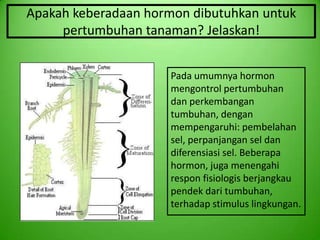 M22 kelompok 7 hormon tumbuhan | PPTX