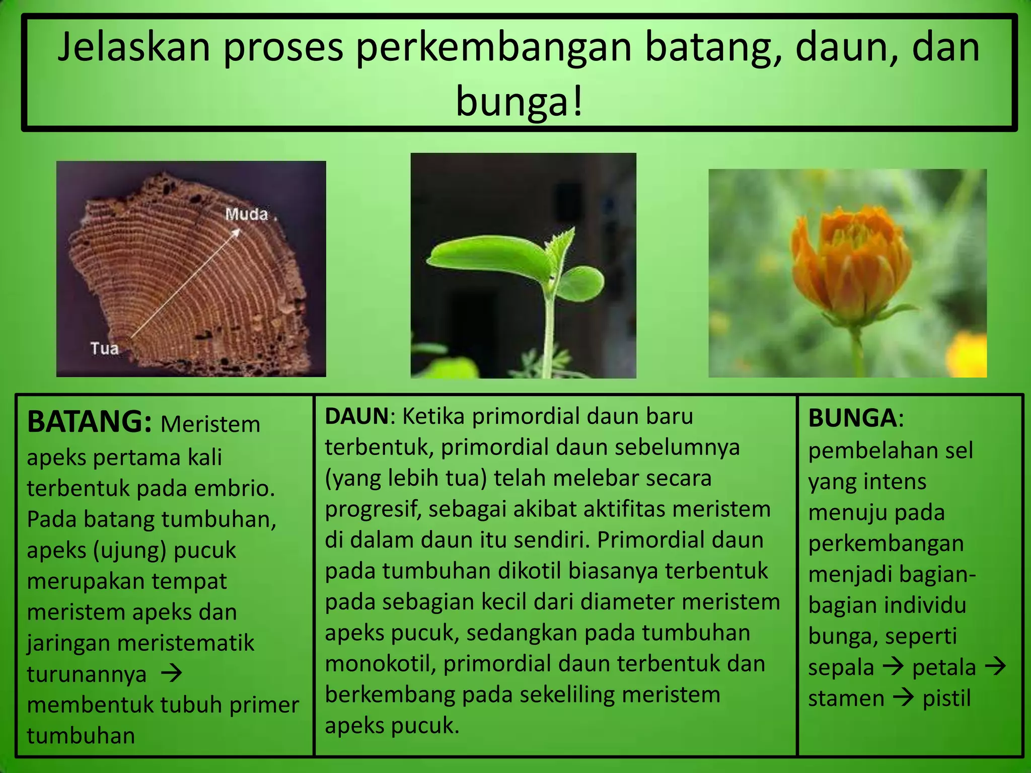 M23 kelompok 7 pertumbuhan dan perkembangan tanaman | PPTX