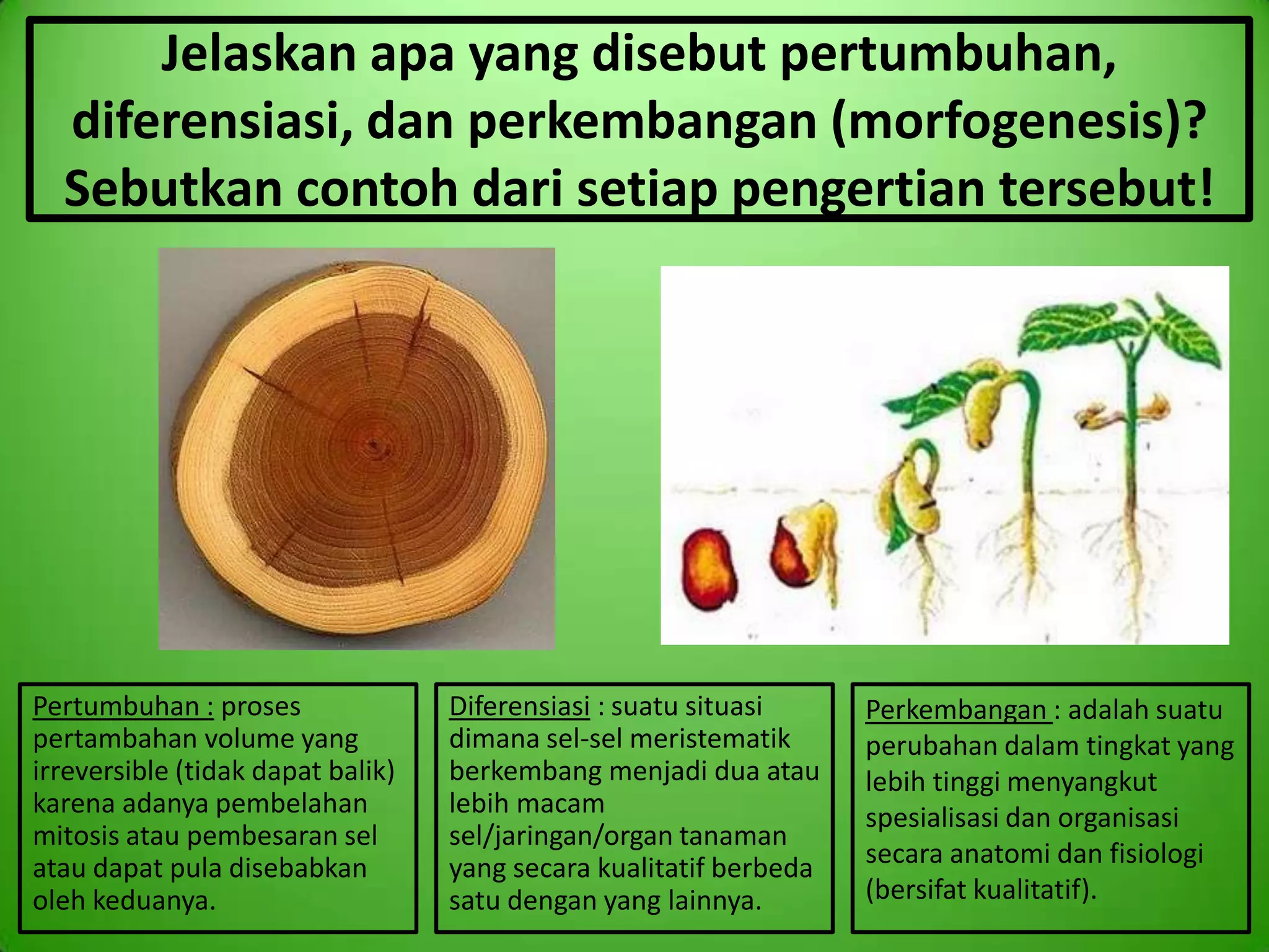 M23 kelompok 7 pertumbuhan dan perkembangan tanaman | PPTX