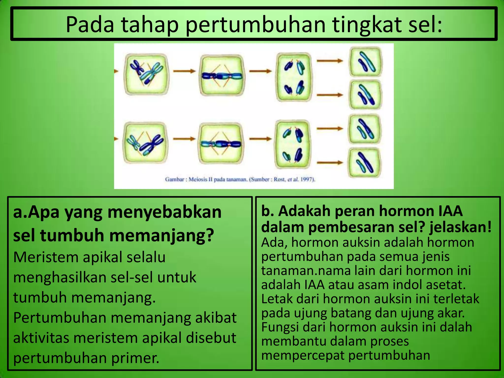 M23 kelompok 7 pertumbuhan dan perkembangan tanaman | PPTX