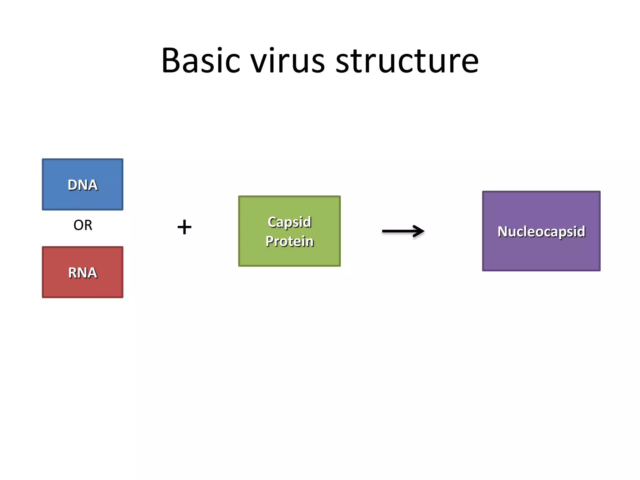 m2_basic_virus_hg.ppt