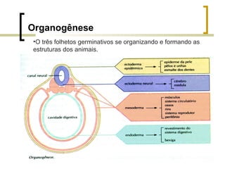 M2 de biologia embriologia animal | PPT